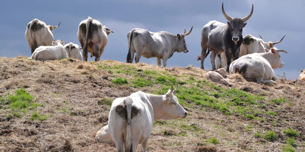 The Mighty Chianina: Tuscany's Iconic Cattle Breed - Tours Of Tuscany